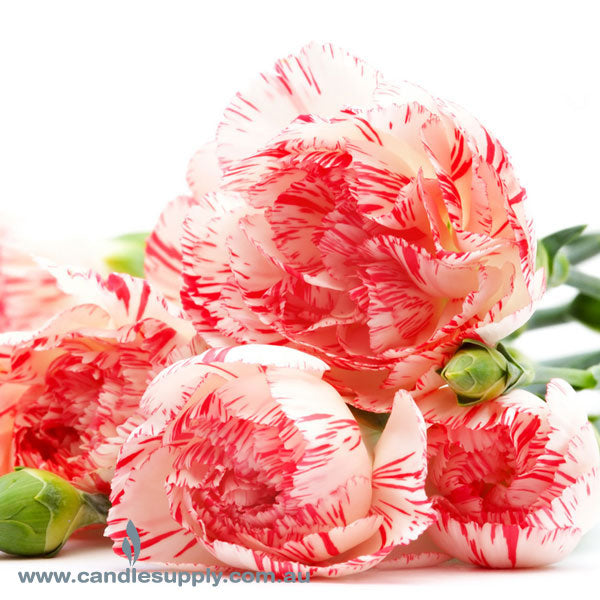 Buy Carnation - Fragrance Oil Online | Candle Supply